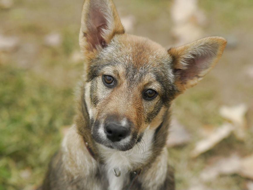 Щенок Тася в добрые руки