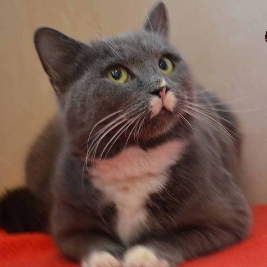 Нежная кошка