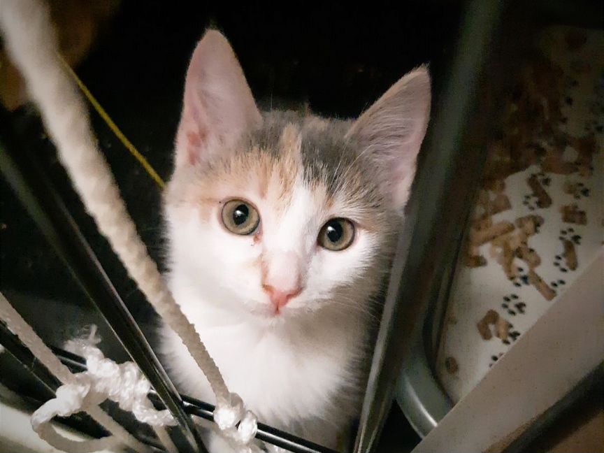 Котенок в добрые руки