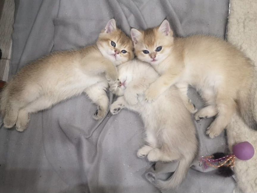 Британские мальчики котята