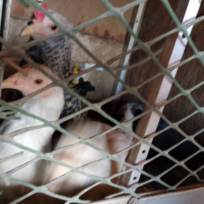 Молодые петушки Амерауккаун