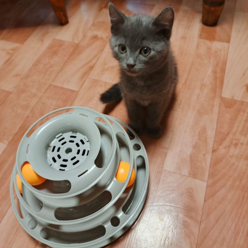 Британский короткошёрстный котёнок