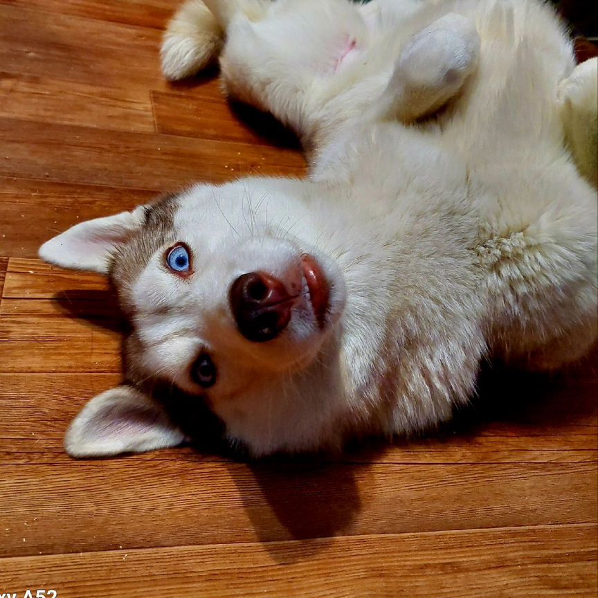 Отдам Хаски девочку