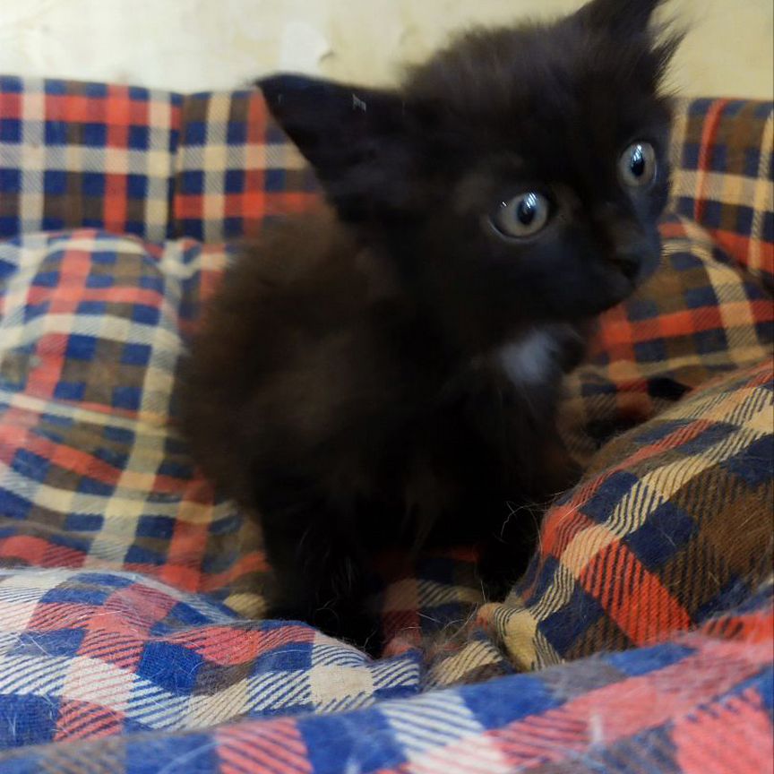 Котёнок Сима 2 месяца