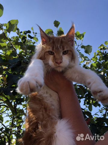 Котята мэйн-кун