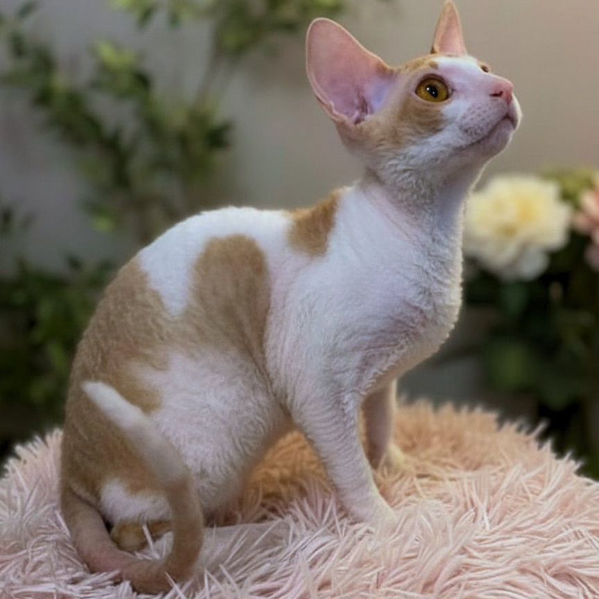 Корниш-рекс котёнок