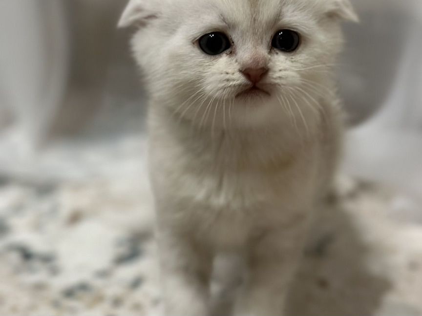 Шотландская золотая шиншилла котята