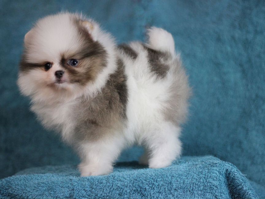 Красивые щенки шпица