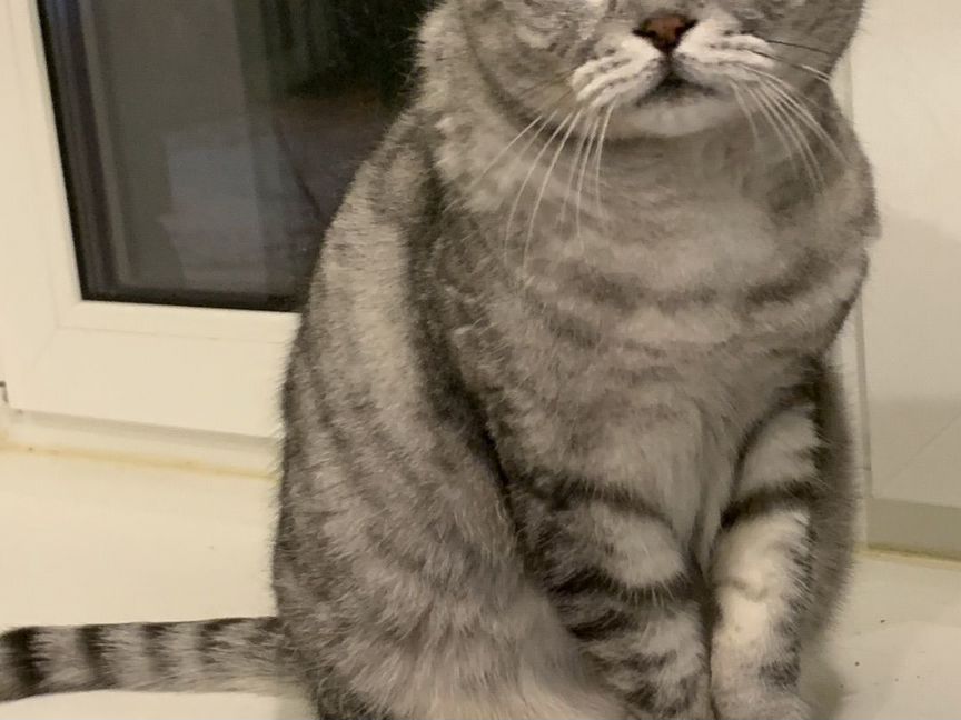 Отдам котов/кота/кошку в добрый руки