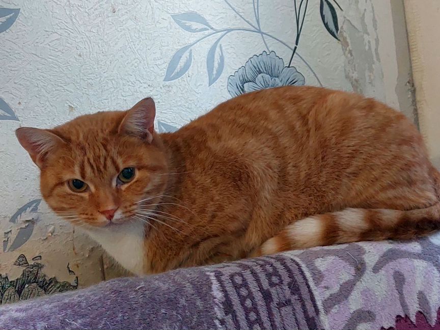 Солнечная Элис ищет дом