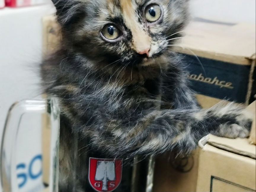 Маленькая Ириска