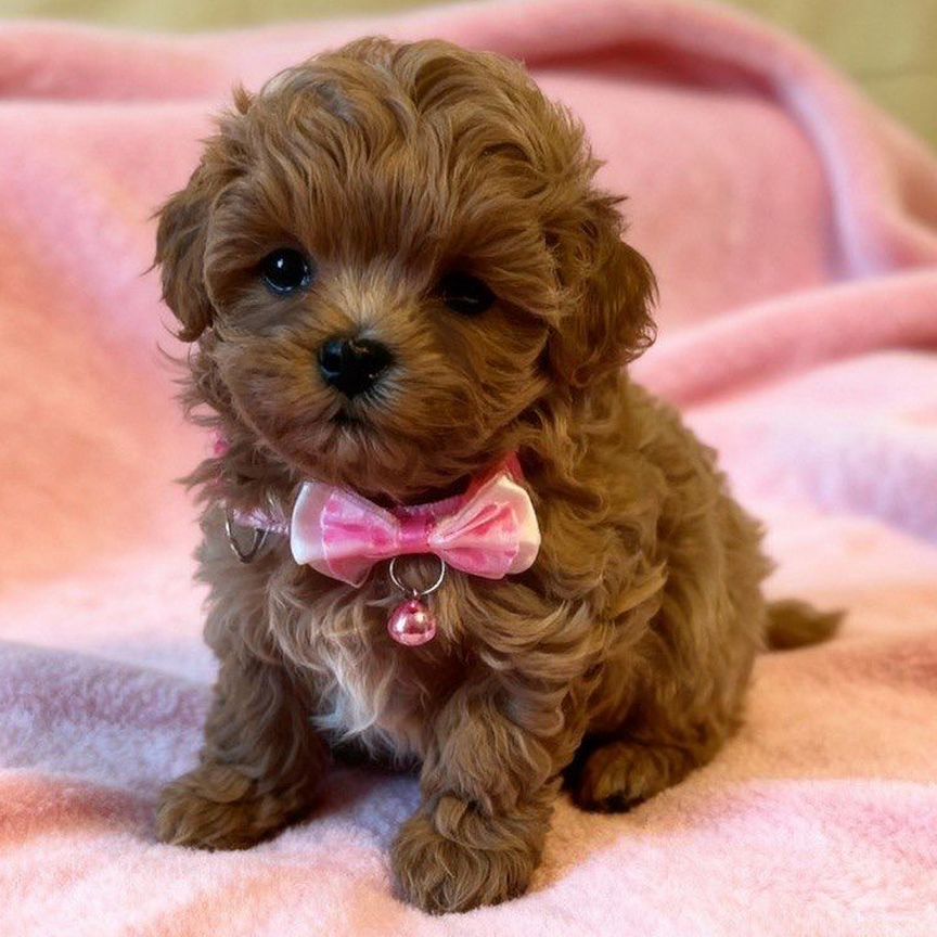 Мальтипу, щенок