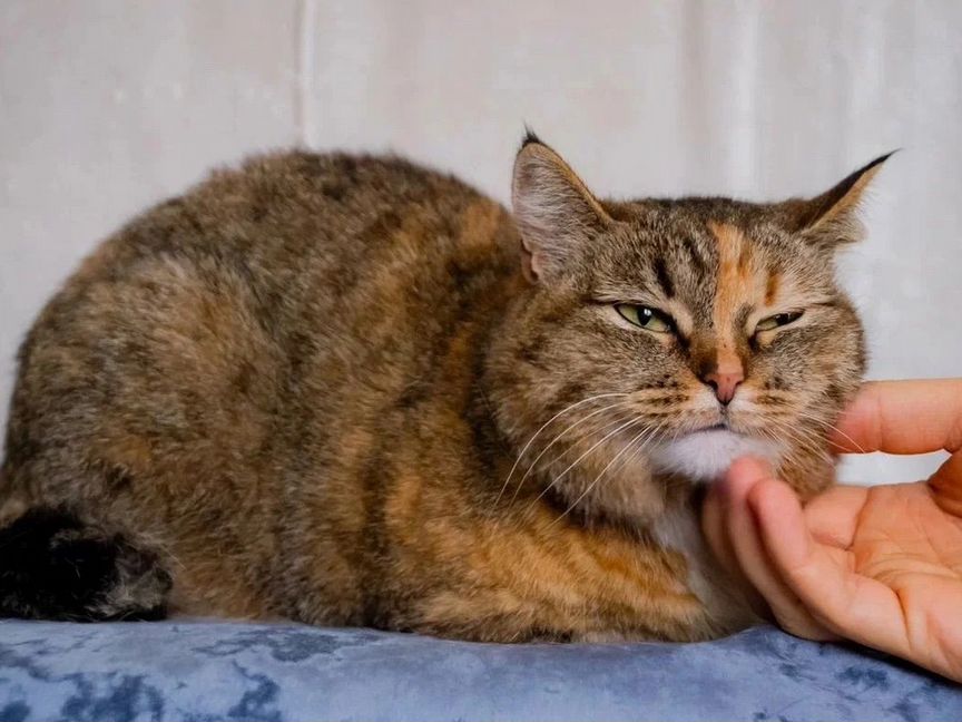 Молоденькая кошечка Злата