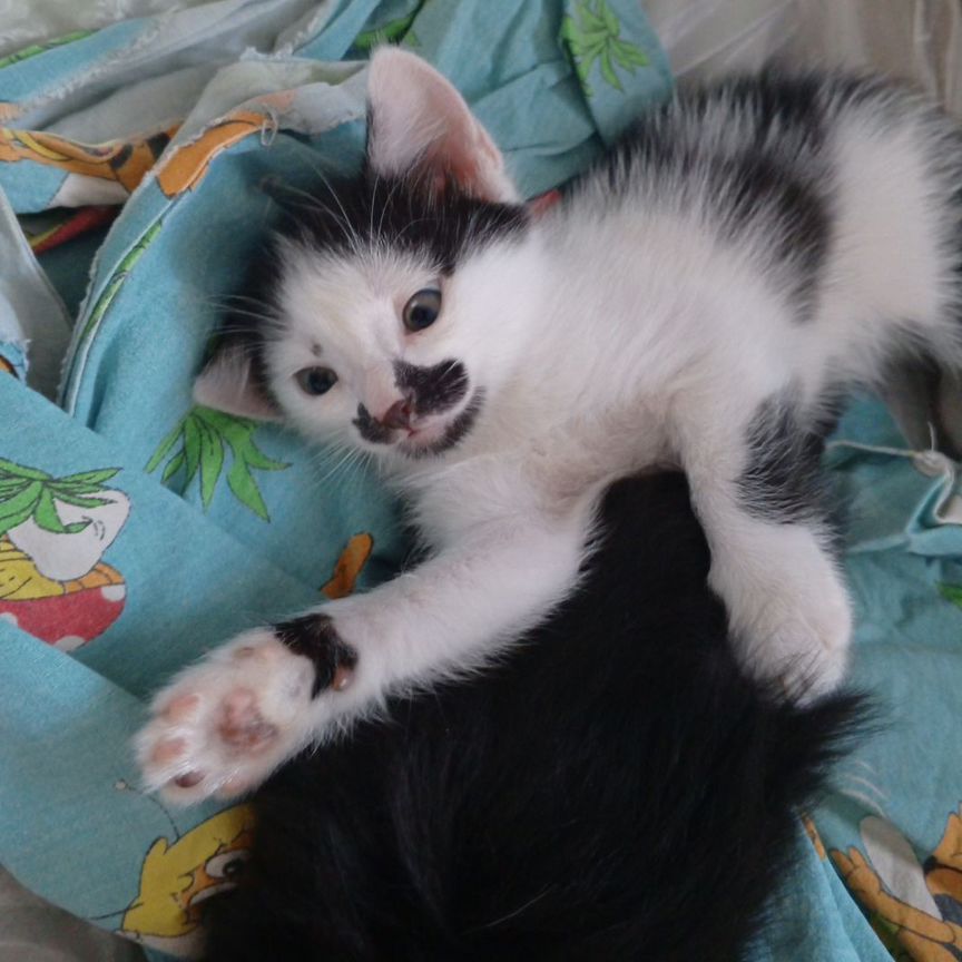Канадский сфинкс котёнок