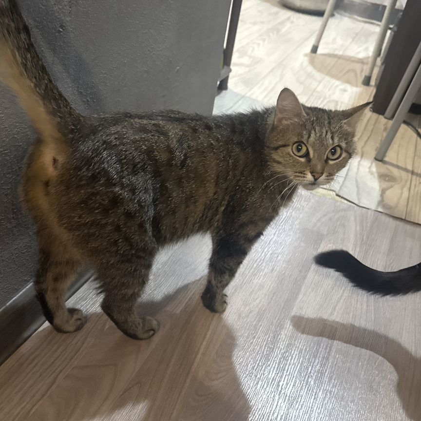 Взрослая кошка в добрые руки