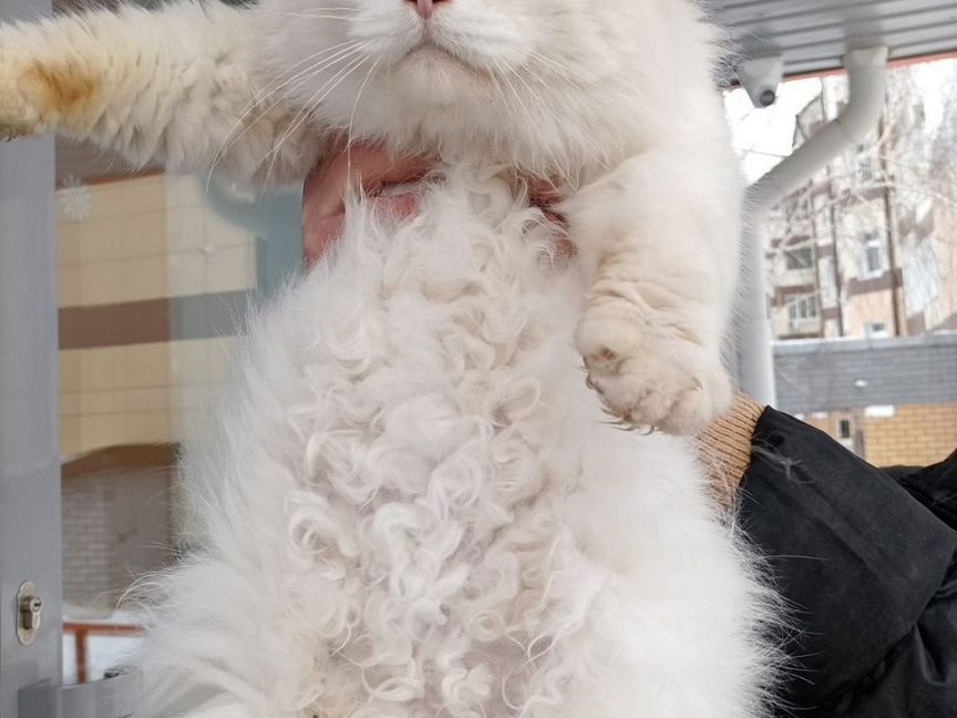 Шикарный белый кот