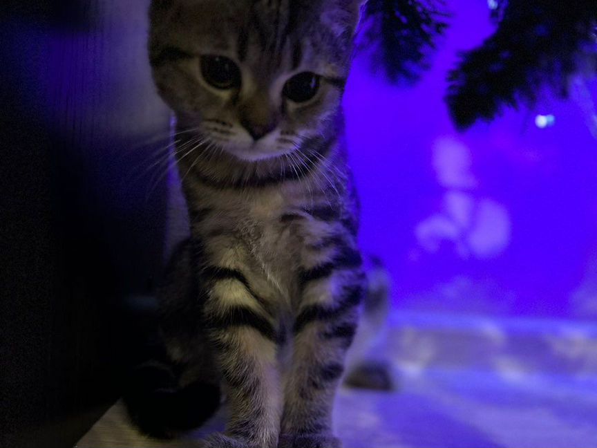 Шотланский котенок