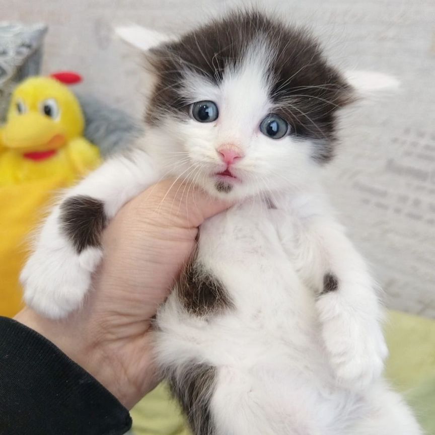 Милые котята в добрые руки