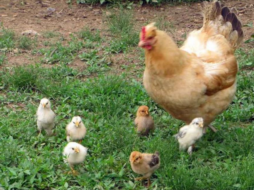 Цыплята домашние