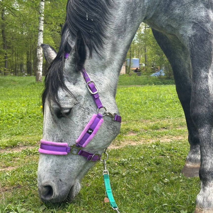 Недоуздок и корда