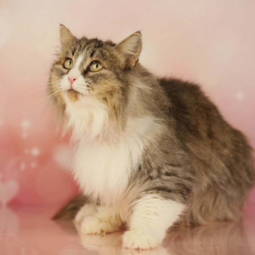 Отдам кошечку в добрые руки