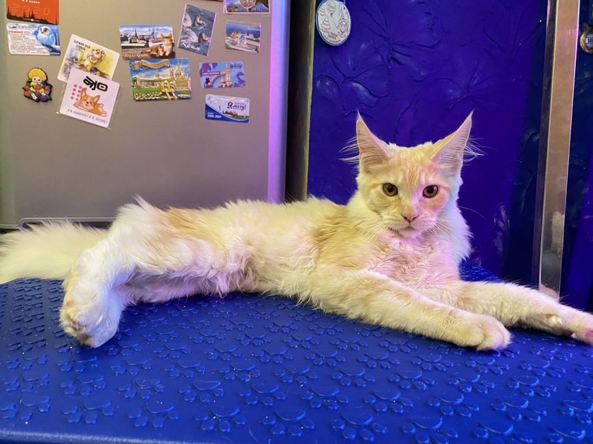 Котята Мейн-кун