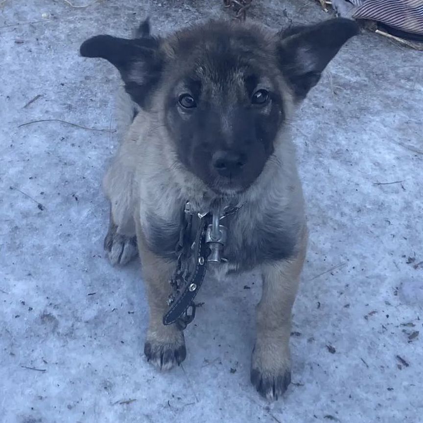 Щенок в добрые руки