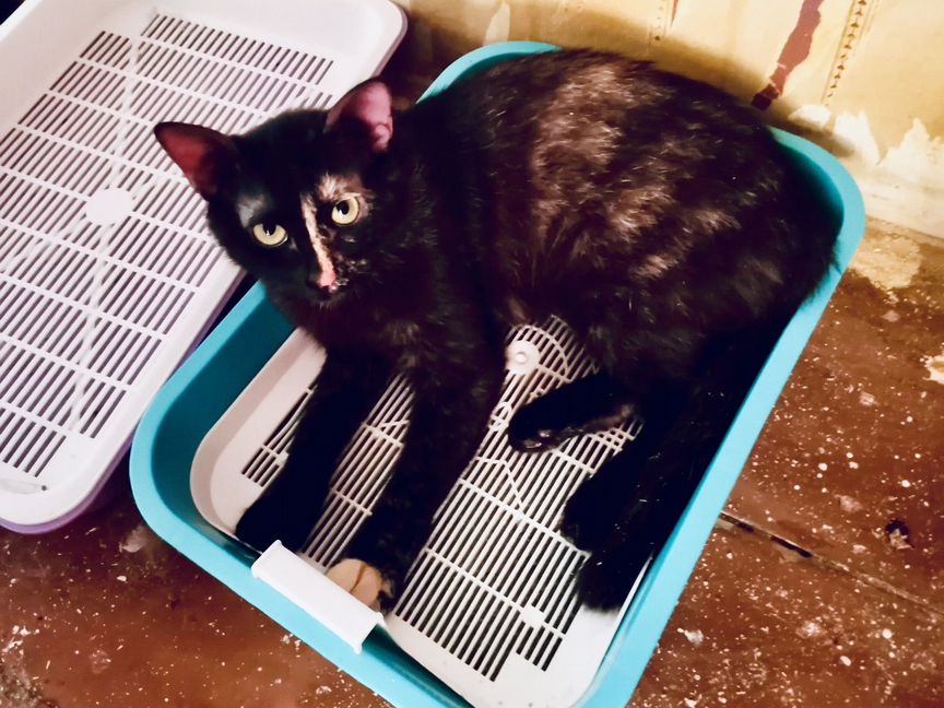 Кошечка в добрые руки