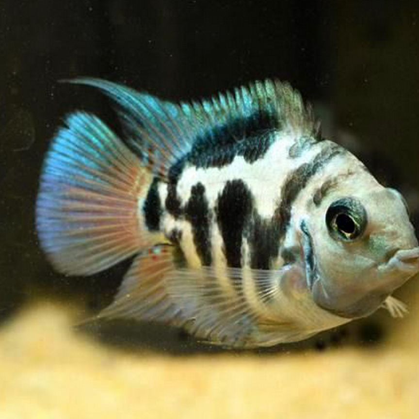 Рыбка сапфировый попугай пара