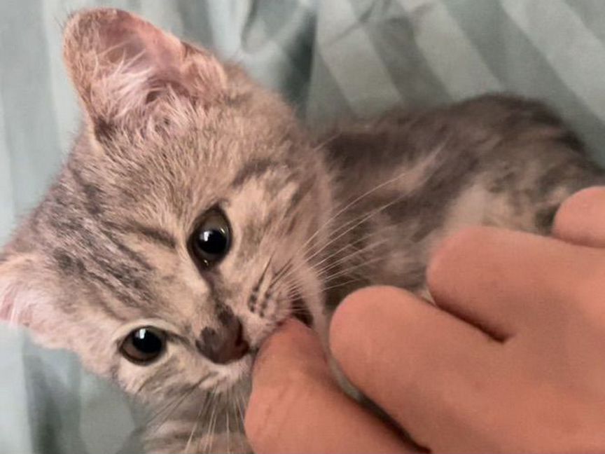 Котята в добрые руки бесплатно
