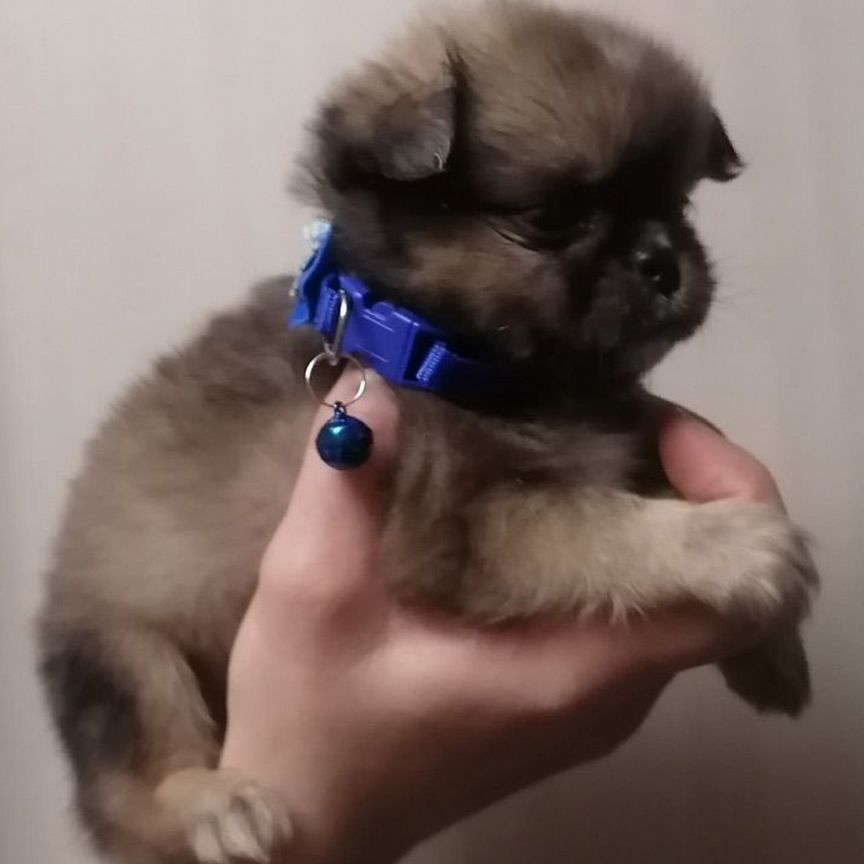 Пекинес, щенок