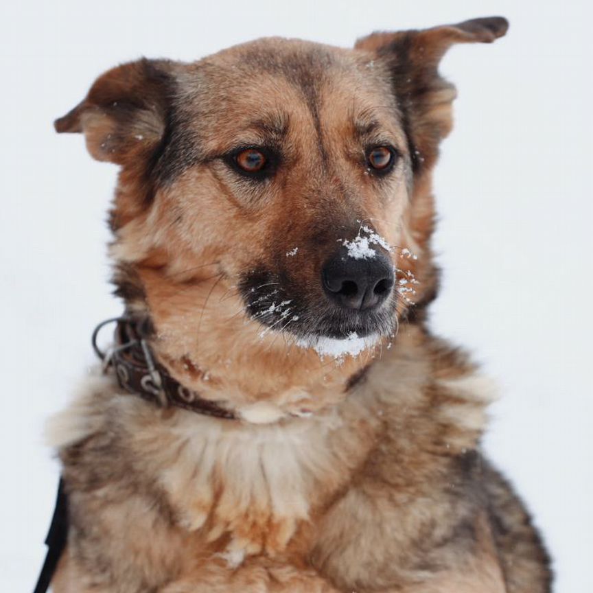 Взрослая собака в добрые руки