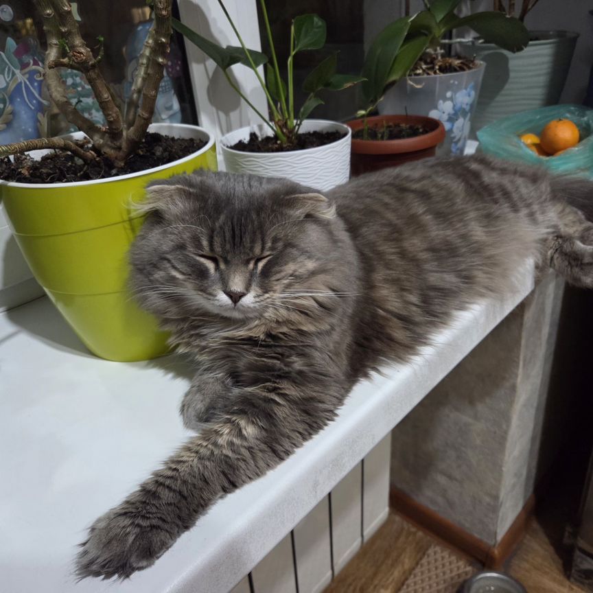 Взрослый кот в добрые руки