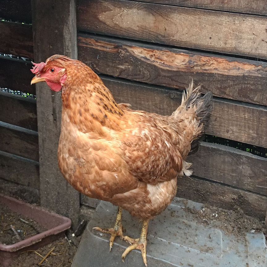 Куры доминант