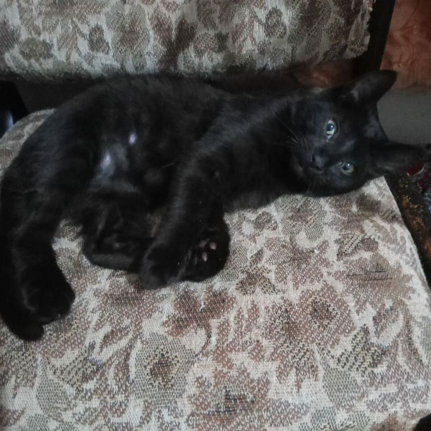 Котенок девочка 3 месяцп