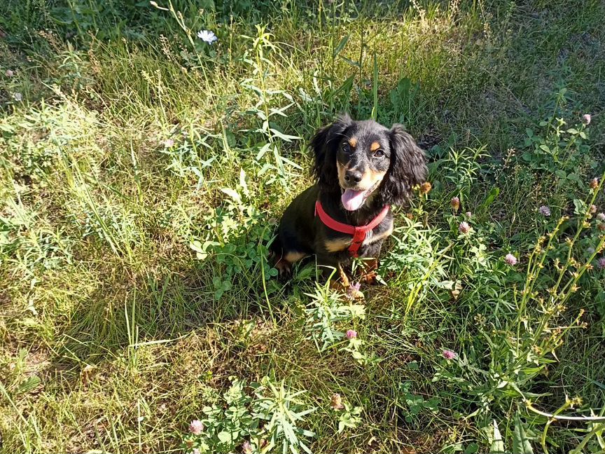 Спаниэль метис