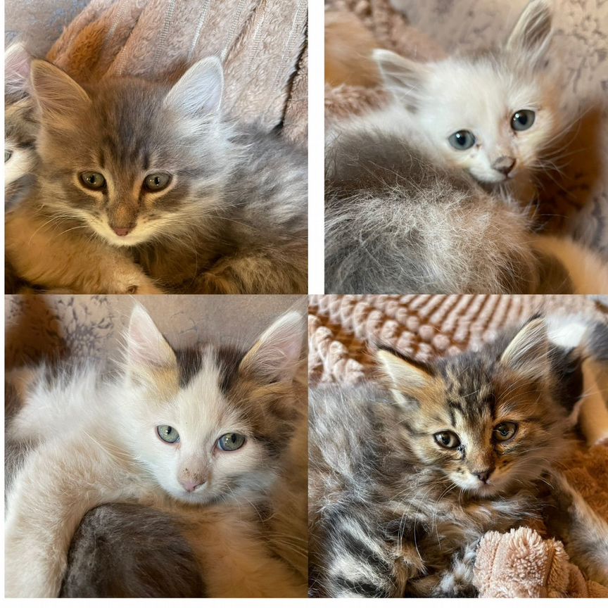 Британские котята бесплатно