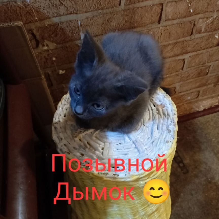 Котики шотланские