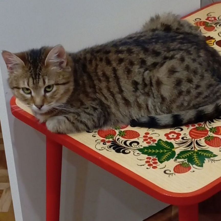 Котик 11 мес., стерилизован