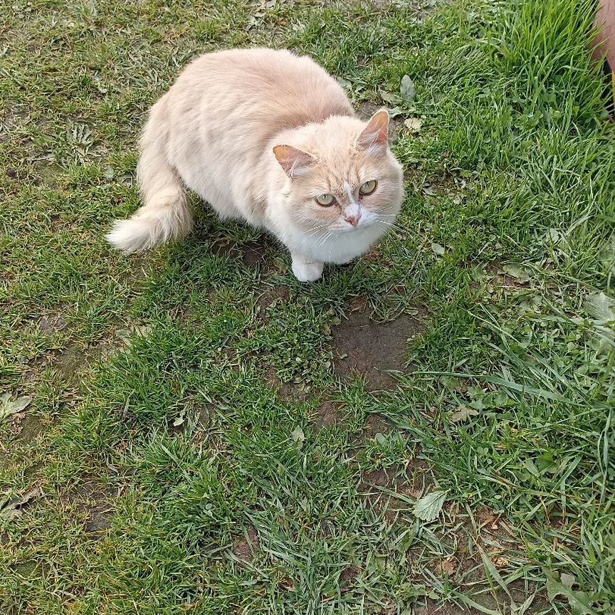 Кошечка ищет дом