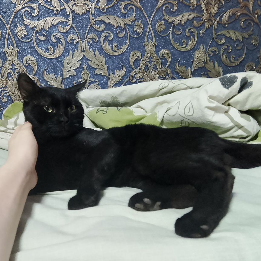 Взрослый кот от частного владельца