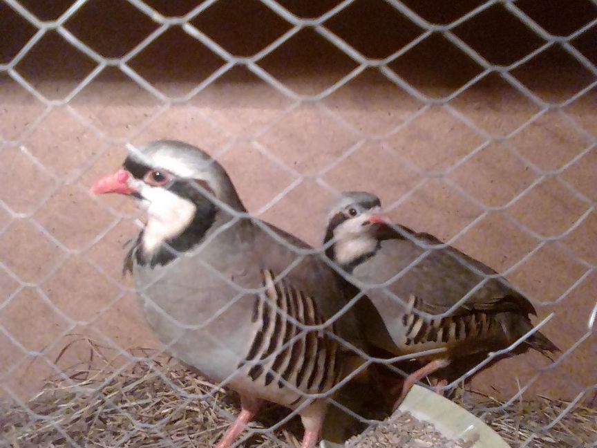 Куропатка каменная (кеклик)