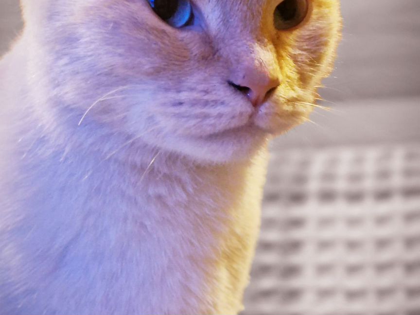 Возьмите кошечку домой
