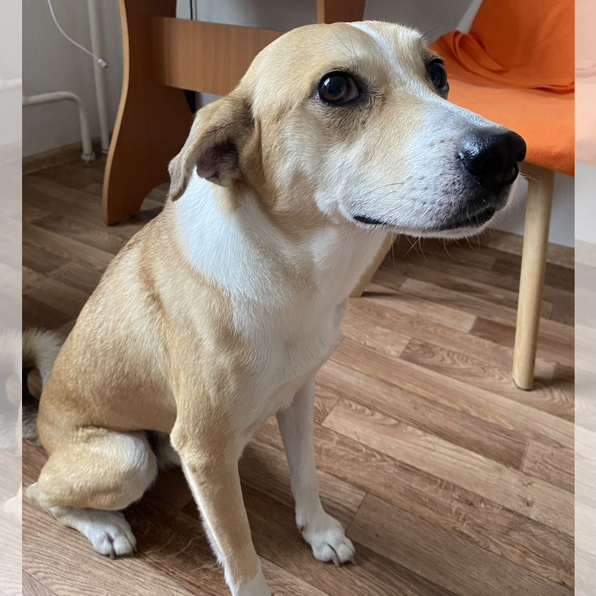 Взрослый пёс в добрые руки