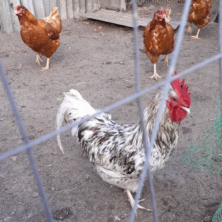 Молодые петухи