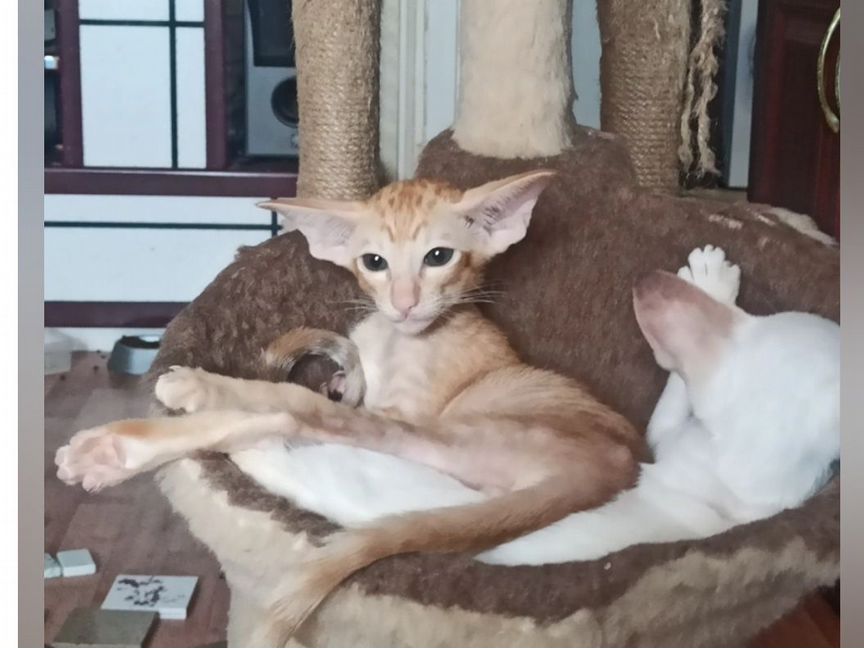 Ориентальный котик
