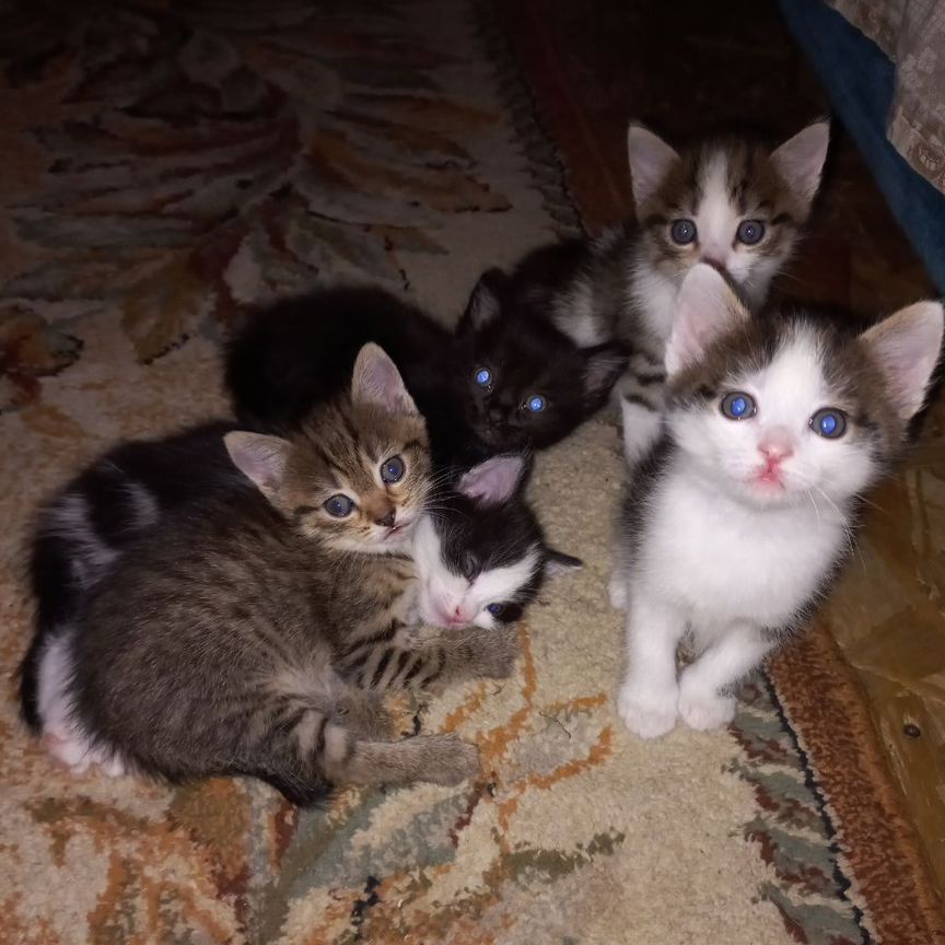 Котята в добрые руки