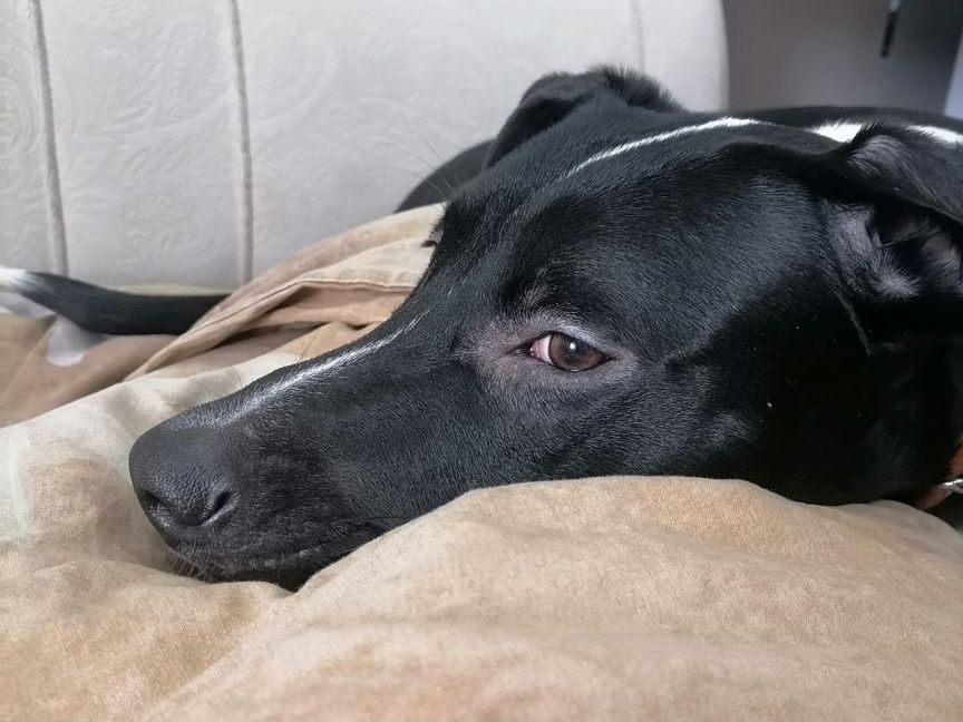 Стафф питбуль в добрые руки