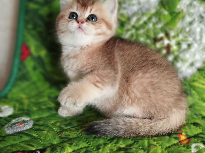 Шотландские котята плюшевые