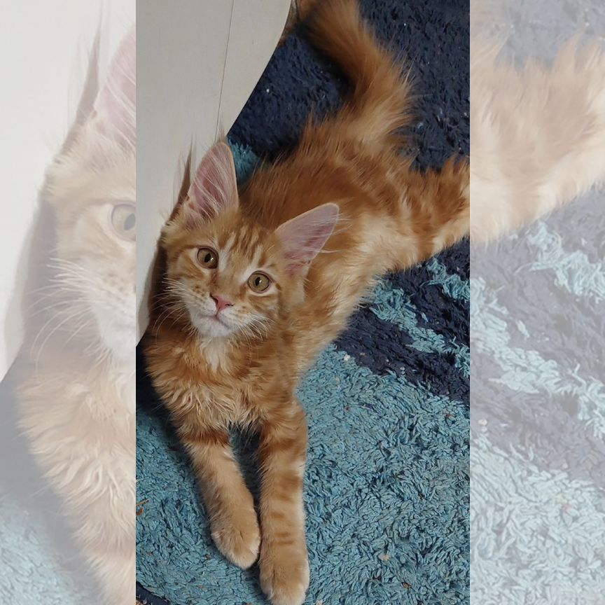 Мейн-кун котёнок